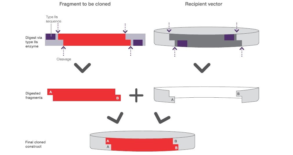 Type IIS Restriction Enzymes | Thermo Fisher Scientific - CN