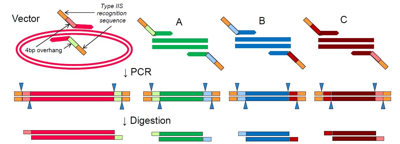 Type IIS Restriction Enzymes | Thermo Fisher Scientific - CN