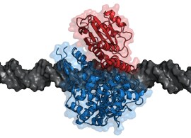 Type IIS Restriction Enzymes | Thermo Fisher Scientific - CN