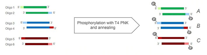 Type IIS Restriction Enzymes | Thermo Fisher Scientific - CN