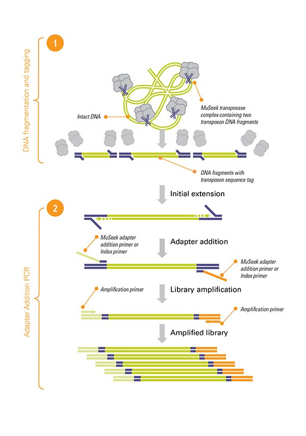 Next-Generation Sequencing Library Preparation—Thermo Scientific | Thermo Fisher Scientific - CN