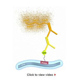 CISH | Thermo Fisher Scientific - CN