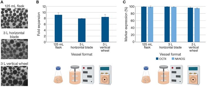 CTS StemScale PSC 悬浮培养基 | Thermo Fisher Scientific - CN