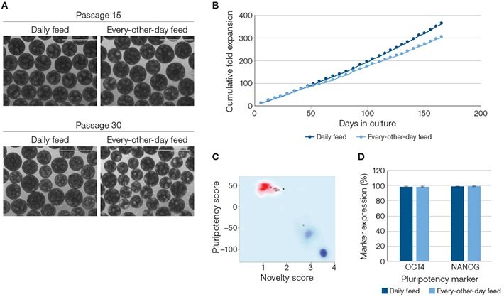 CTS StemScale PSC 悬浮培养基 | Thermo Fisher Scientific - CN