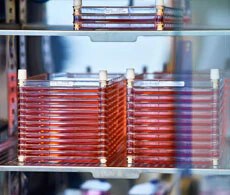 AAV Production Workflow | Thermo Fisher Scientific - CN