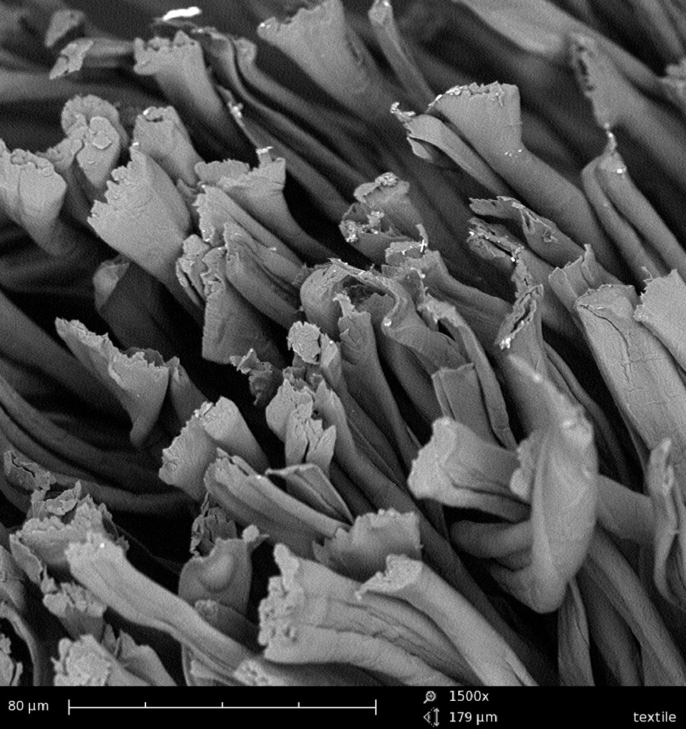 Desktop SEM | Phenom XL G2 | Thermo Fisher Scientific - CN