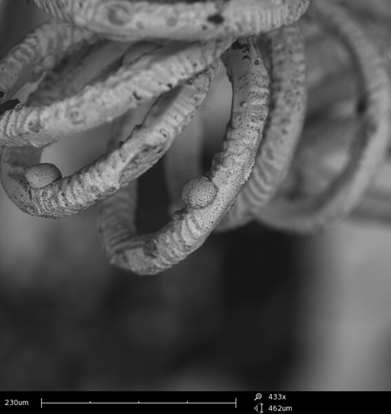 Desktop SEM | Phenom XL G2 | Thermo Fisher Scientific - CN