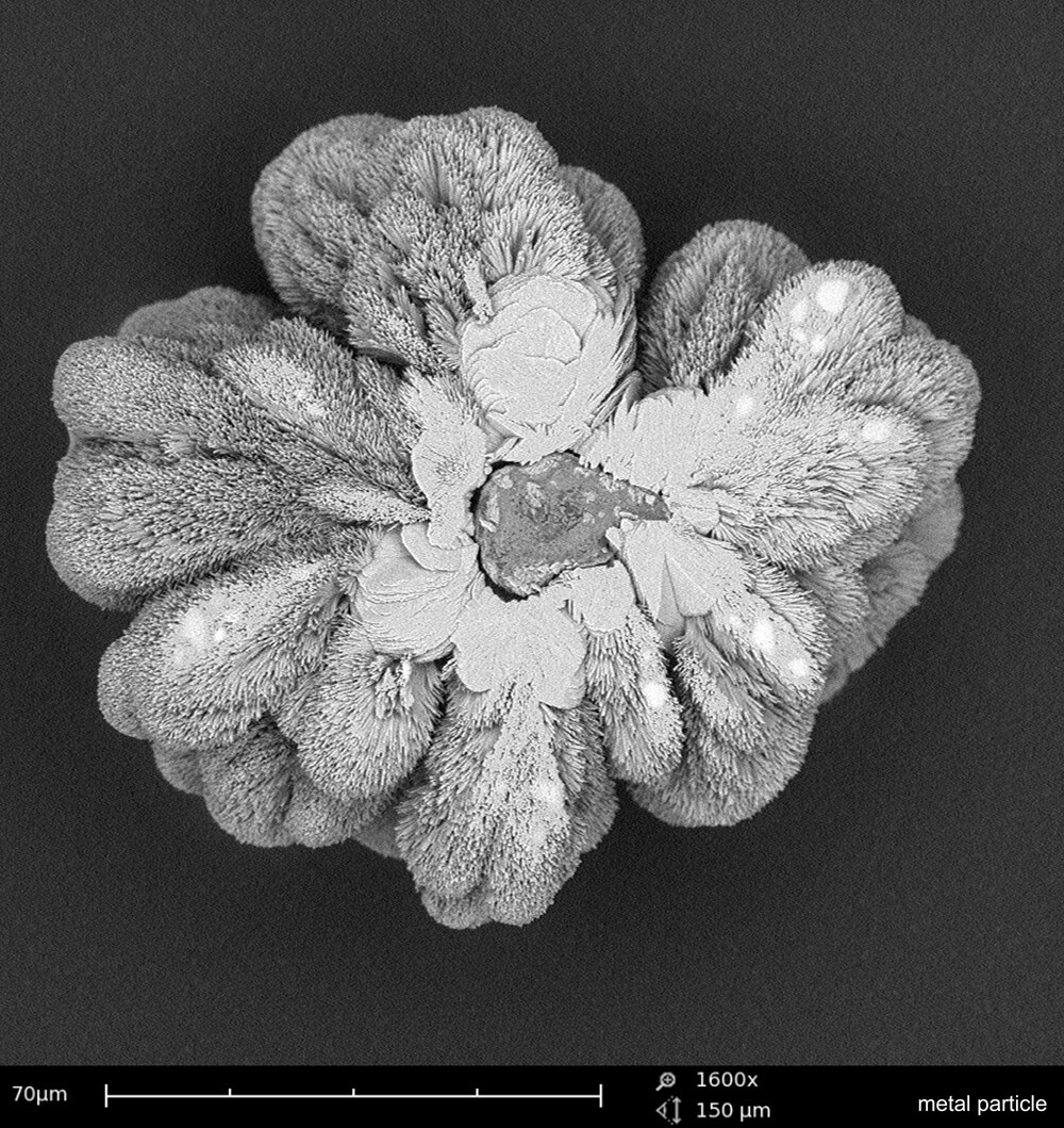 Desktop SEM | Phenom XL G2 | Thermo Fisher Scientific - CN