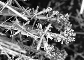 Desktop SEM | Phenom XL G2 | Thermo Fisher Scientific - CN