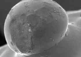 Desktop SEM | Phenom XL G2 | Thermo Fisher Scientific - CN