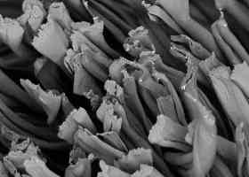 Desktop SEM | Phenom XL G2 | Thermo Fisher Scientific - CN