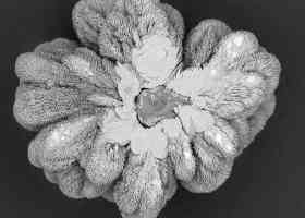 Desktop SEM | Phenom XL G2 | Thermo Fisher Scientific - CN