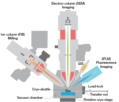 冷冻电镜 | Cryo FIB SEM | Aquilos 2 | Thermo Fisher Scientific - CN