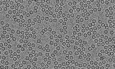 Vitrobot | 冷冻电镜样品制备 | Thermo Fisher Scientific - CN