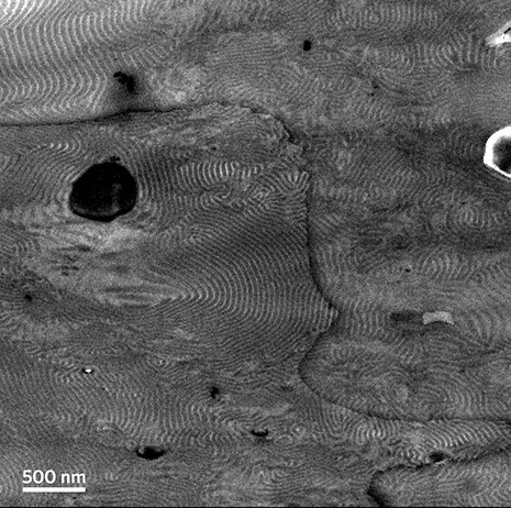 透射电镜 | Talos L120C | Thermo Fisher Scientific - CN