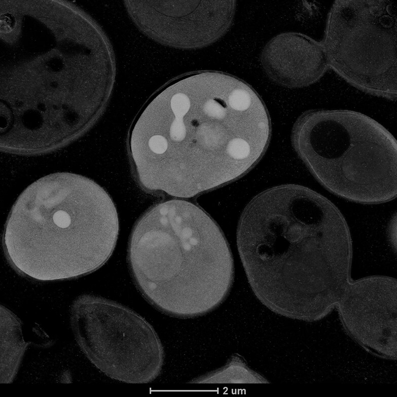 透射电子显微镜-Talos L120C TEM