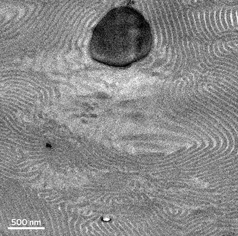 透射电镜 | Talos L120C | Thermo Fisher Scientific - CN