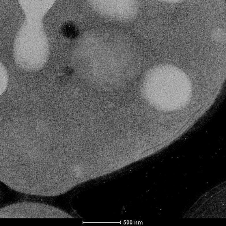 透射电子显微镜-Talos L120C TEM