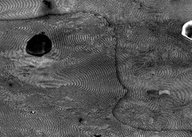 透射电镜 | Talos L120C | Thermo Fisher Scientific - CN