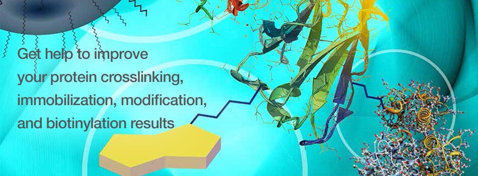 Bioconjugation Technical Handbook Download | Thermo Fisher Scientific - CN