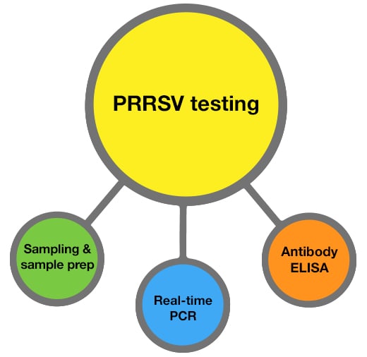 PRRSV 诊断 | Thermo Fisher Scientific - CN