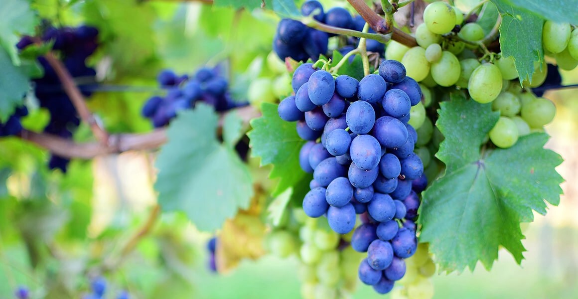 Benefits of HPLC-CAD Analysis | Thermo Fisher Scientific - CN