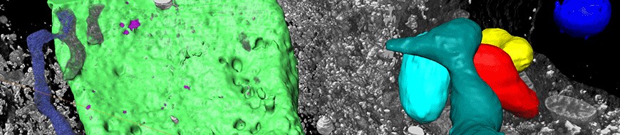 用于先进图像处理和定量分析的 Amira 软件 | Thermo Fisher Scientific - CN