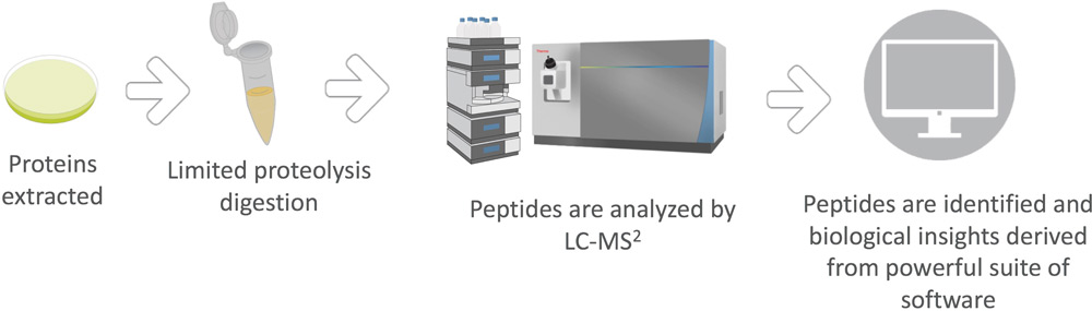 Limited Proteolysis | Thermo Fisher Scientific - CN