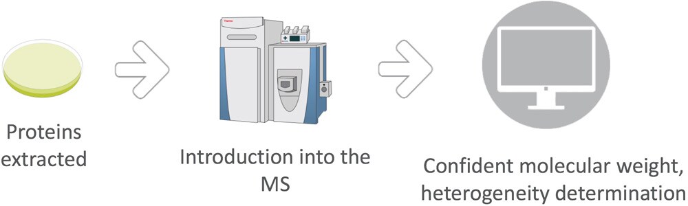 Native Mass Spectrometry | Thermo Fisher Scientific - CN