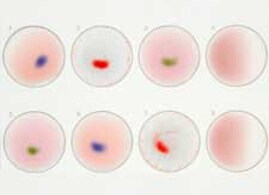Latex Agglutination Testing | Thermo Fisher Scientific - CN