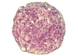 HepaRG™细胞 | Thermo Fisher Scientific - CN