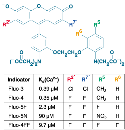Fluo-3 Calcium Indicator | Thermo Fisher Scientific - CN