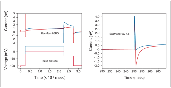 BacMam 离子通道 | Thermo Fisher Scientific - CN