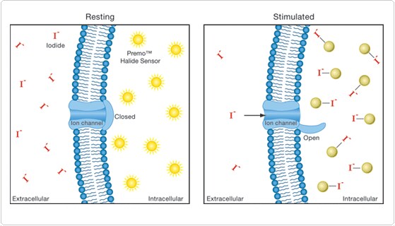 Premo-Halide-Sensor | Thermo Fisher Scientific - CN