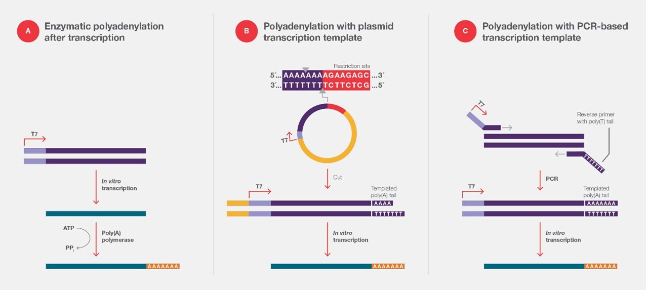 Overview of In Vitro Transcription | Thermo Fisher Scientific - CN