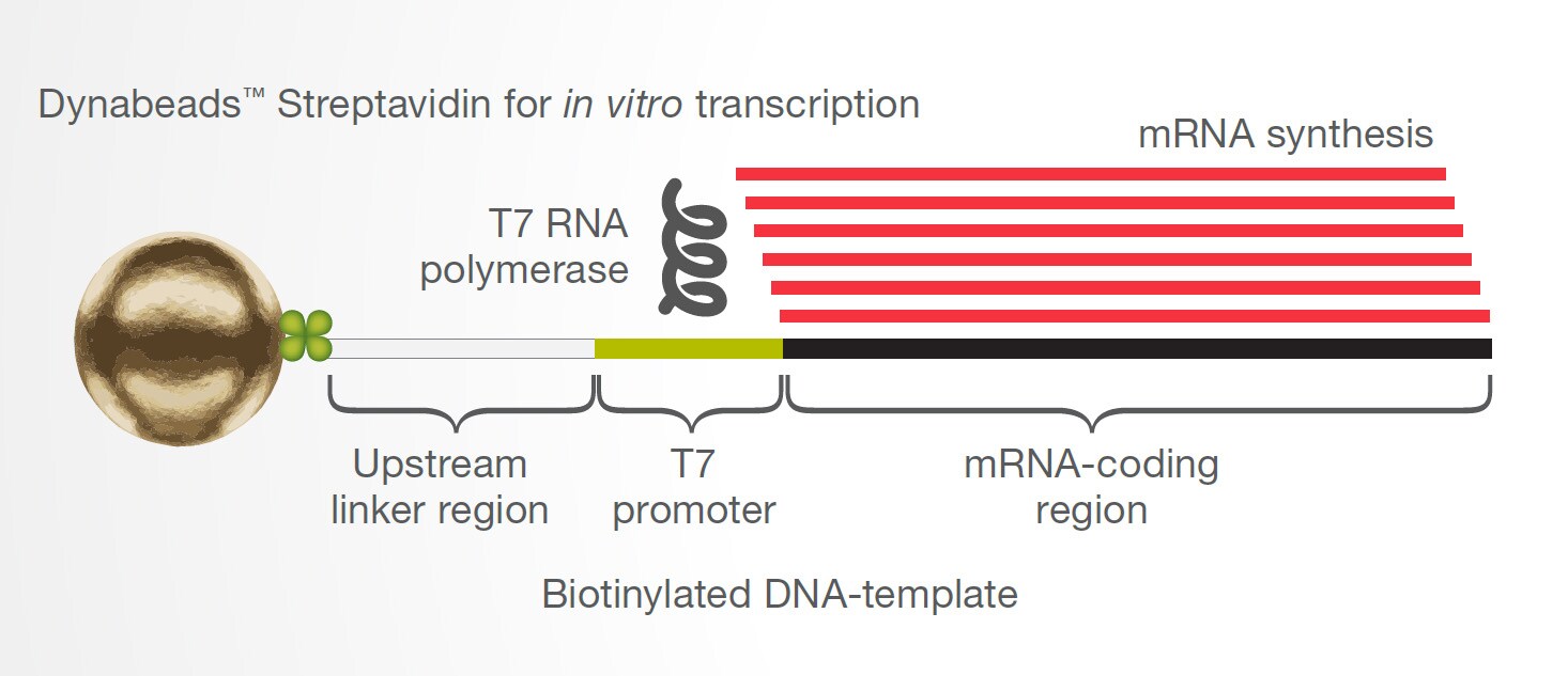 Magnetic Bead-Based Solutions for mRNA Production | Thermo Fisher ...