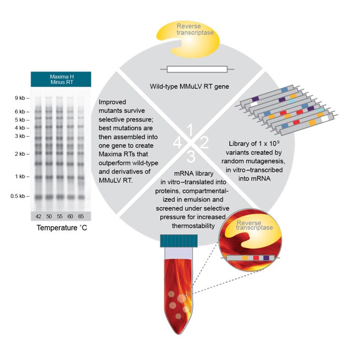 mRNA Enzymes Considerations | Thermo Fisher Scientific - CN