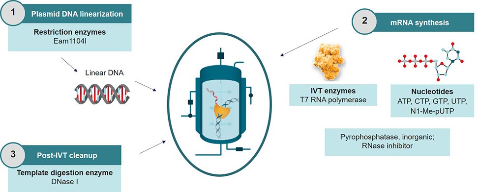 mRNA Synthesis Scale-Up Tips | Thermo Fisher Scientific - CN
