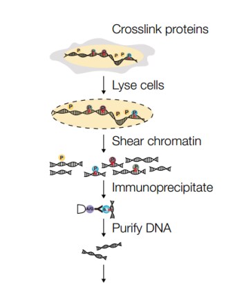 A Step-by-Step Guide to Successful Chromatin Immunoprecipitation (ChIP ...
