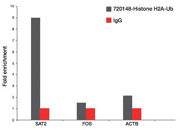 A Step-by-Step Guide to Successful Chromatin Immunoprecipitation (ChIP ...