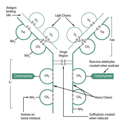 Antibody Labeling and Immobilization Sites | Thermo Fisher Scientific - CN