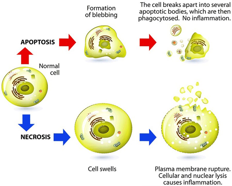 Apoptosis Overview | Thermo Fisher Scientific - CN