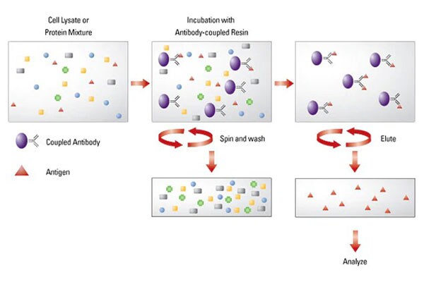 Overview of Epitope Tagging | Thermo Fisher Scientific - CN