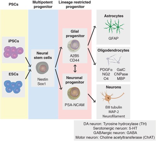An Overview of Pluripotent and Multipotent Stem Cell Targets | Thermo ...