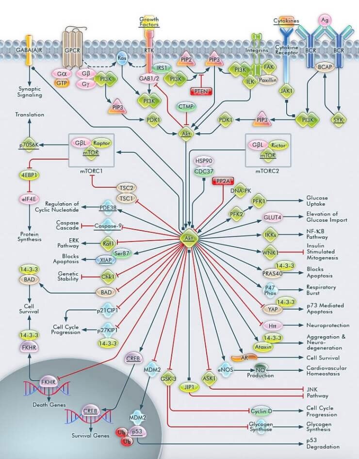 Akt Pathway | Thermo Fisher Scientific - CN