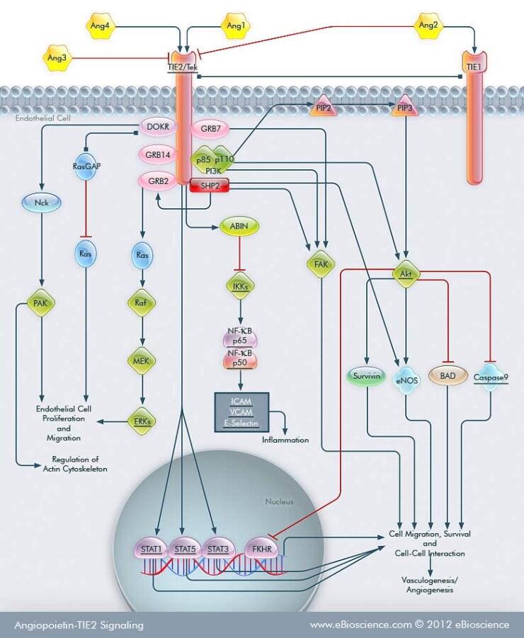 Angiopoietin-TIE2 Signaling | Thermo Fisher Scientific - CN