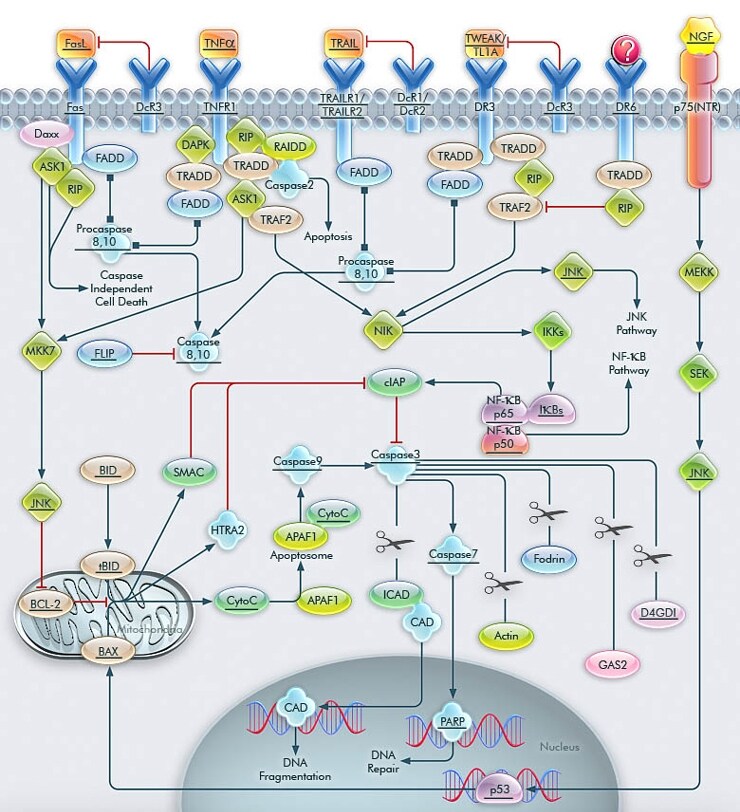 Death Receptor Pathway | Thermo Fisher Scientific - CN