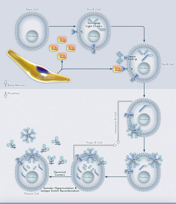 B-Cell Development Pathway | Thermo Fisher Scientific - CN