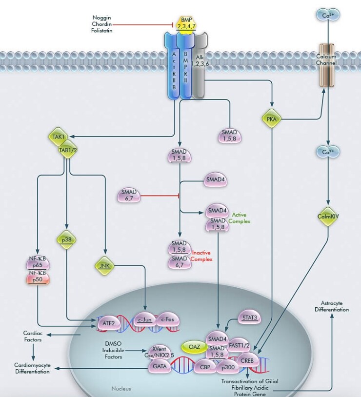 BMP Pathway | Thermo Fisher Scientific - CN