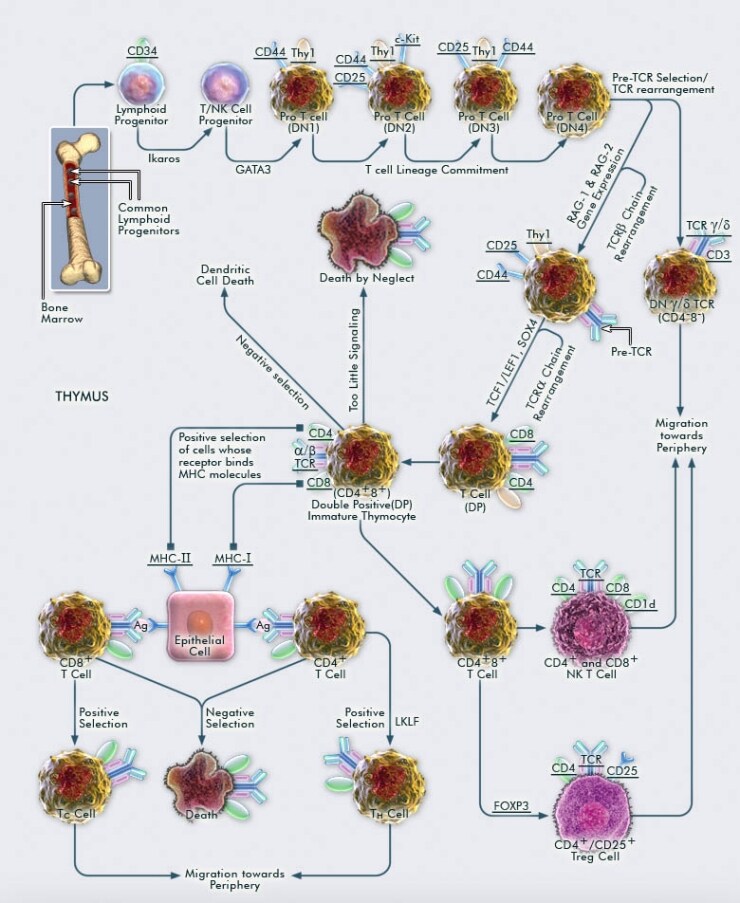 CD4 and CD8 T-Cell Lineage | Thermo Fisher Scientific - CN